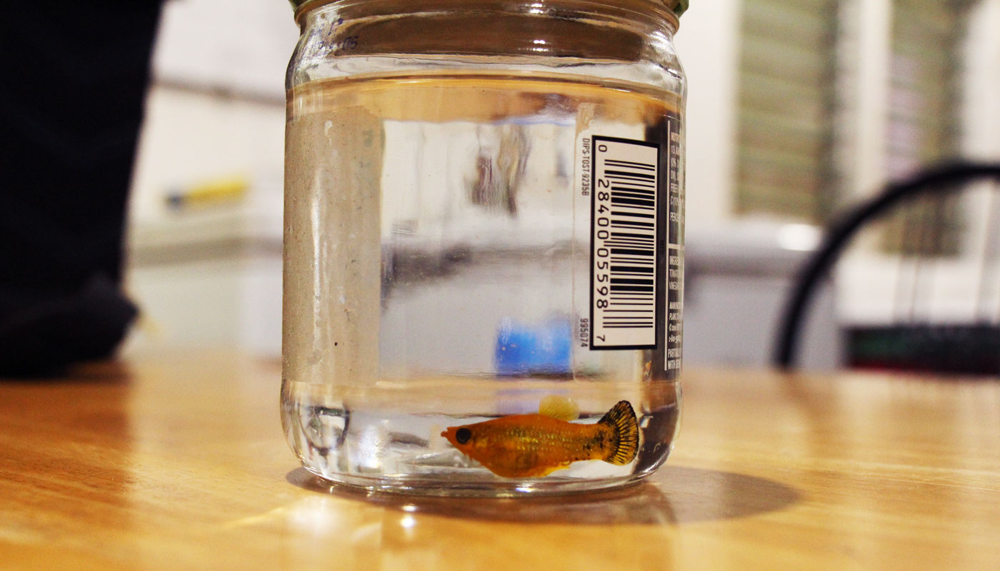 Our View from the Inside of the Fishbowl - Ethnos360