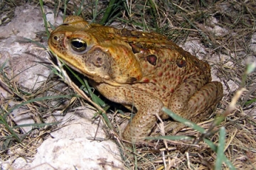 Missionary Videos and Photos - Ethnos360